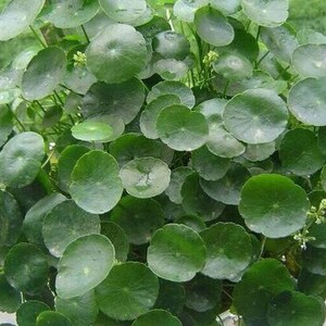 50 Money Plant Copper Coin Plant Lucky Plant Seeds CW92003 - Etsy