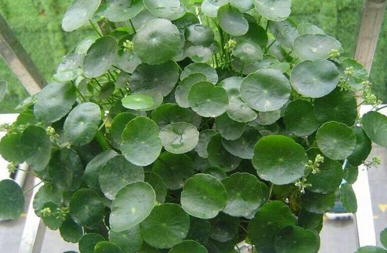 50 Money Plant Copper Coin Plant Lucky Plant Seeds CW92003 - Etsy