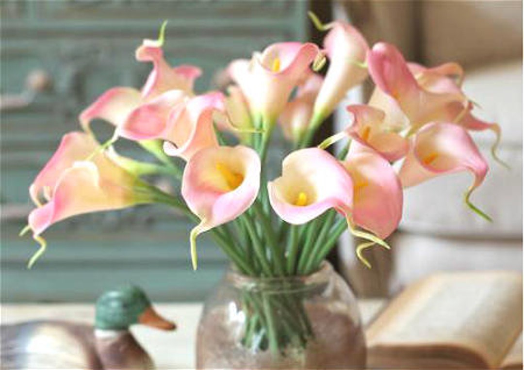 2 Rare Calla Lily Bulbs H6204-1 - Etsy