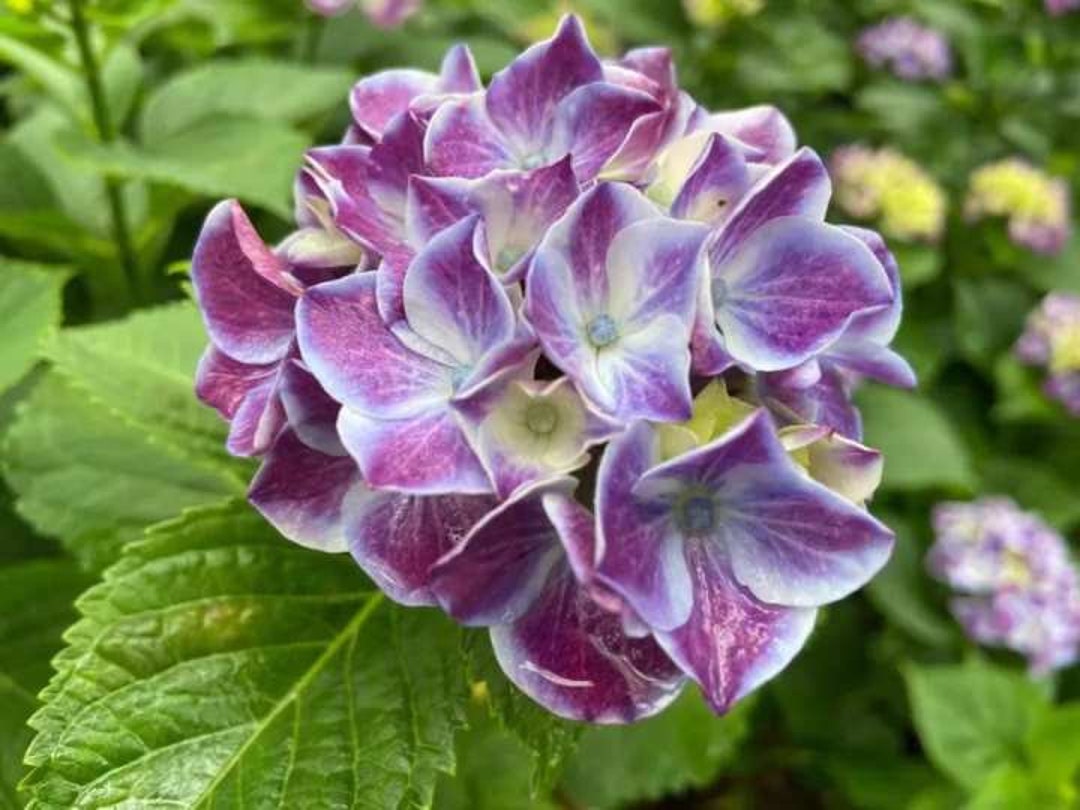 10 Rare Hydrangea Flower Seeds CW91072-12 - Etsy