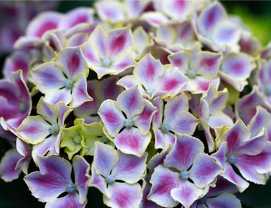 10 Rare Hydrangea Flower Seeds CW91072-153 - Etsy