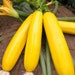 5 Golden Zucchini Yellow Courgette Vegetable Seeds VW91019 - Etsy