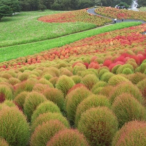 200 Kochia Burning Bush Seeds Kochia Scoparia CW91000 - Etsy