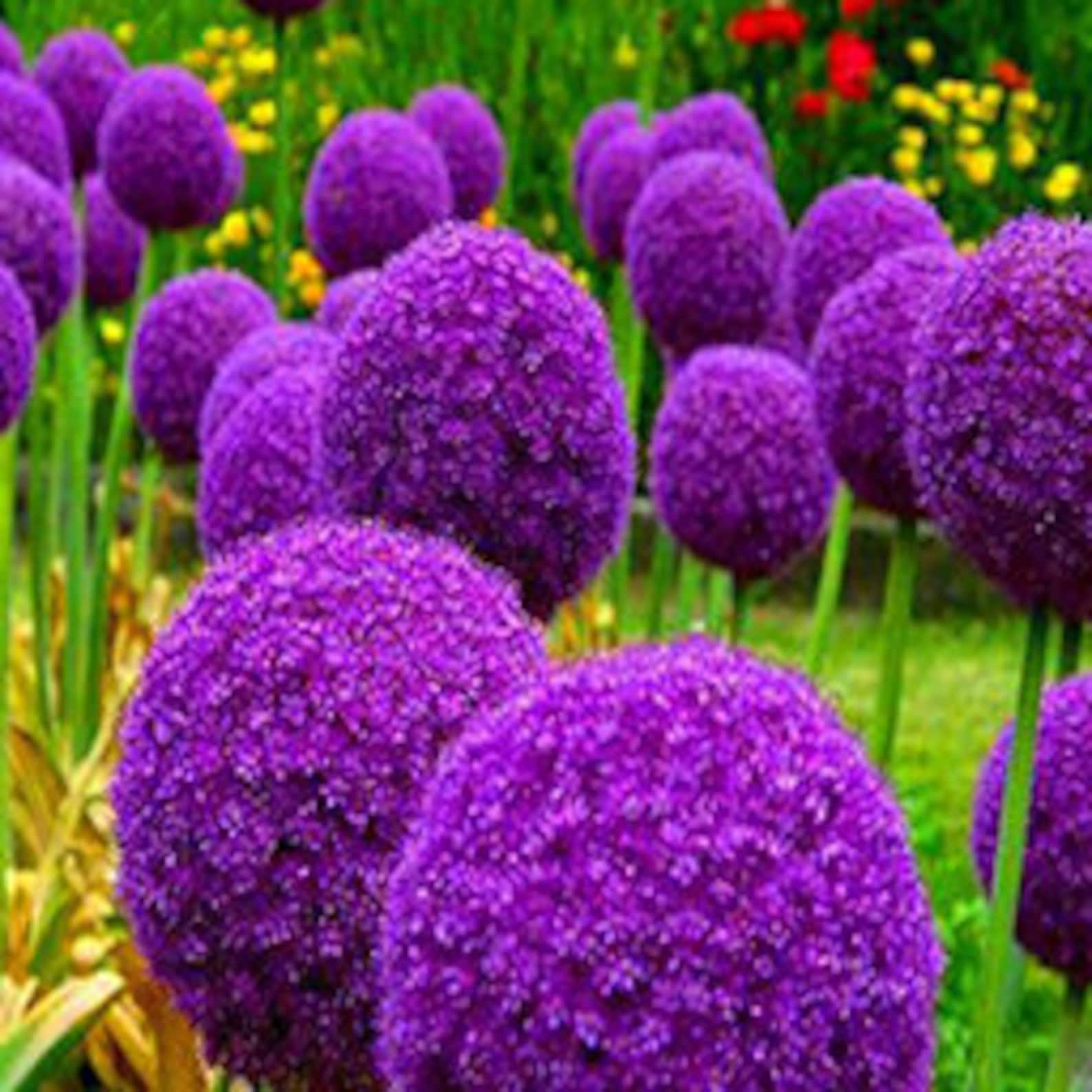 20 Giant Ball Onion Allium Christophii Huge Hardy Perennial - Etsy