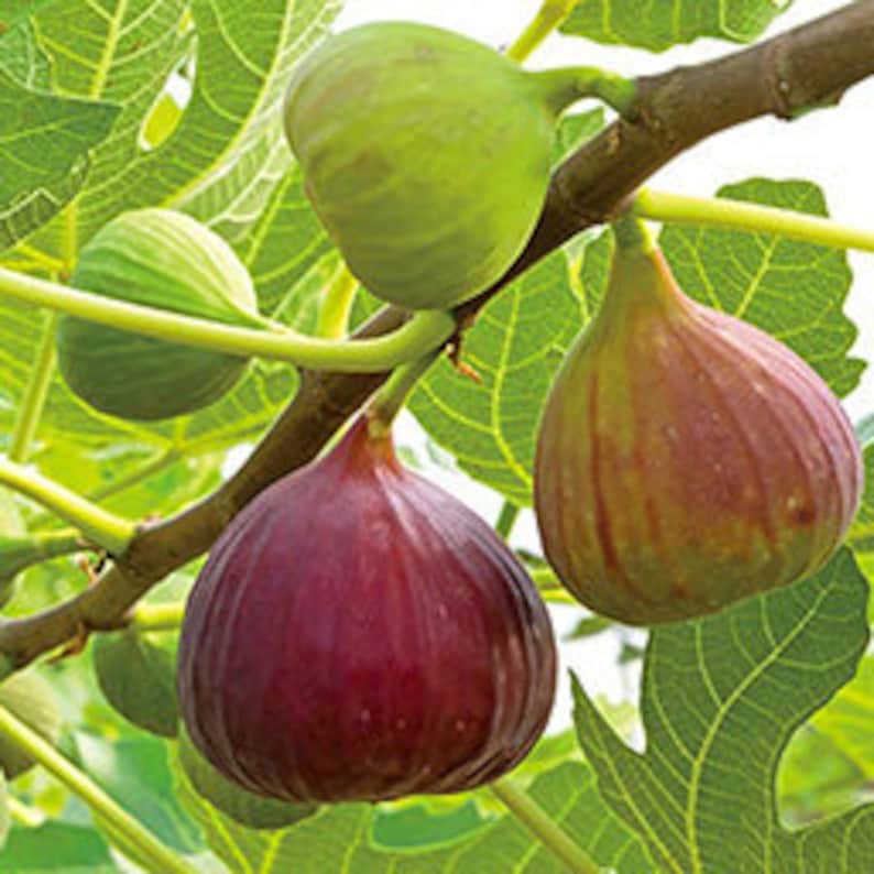 50 Fig Tree (ficus Carica) Seeds CW91044 - Etsy