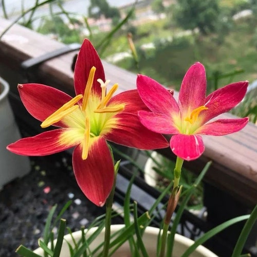 2 Rain Lily Bulbs TW91030-13 - Etsy