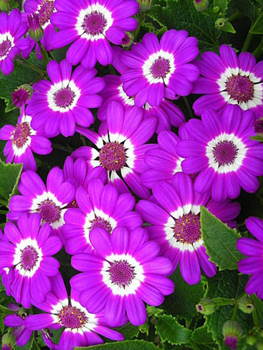 20 Cineraria Flower Seeds EW91005-7 - Etsy