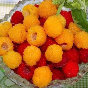 50 Yellow Raspberry Seeds TW91007 - Etsy