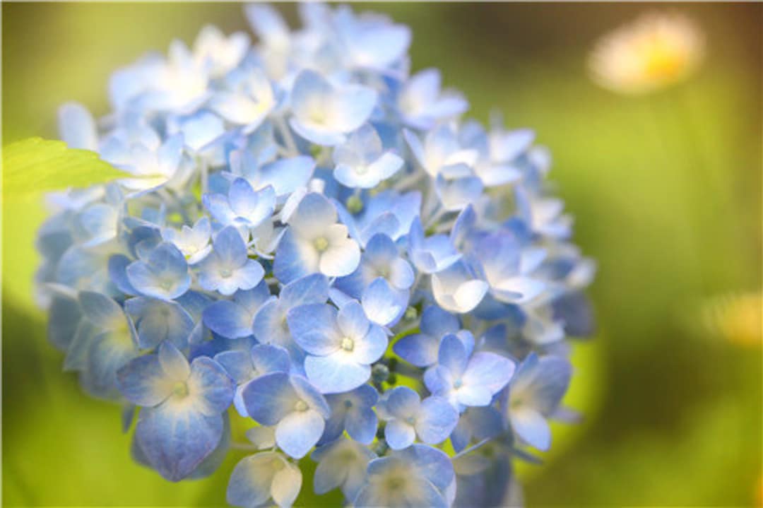 10 Rare Hydrangea Flower Seeds CW91072-25 - Etsy