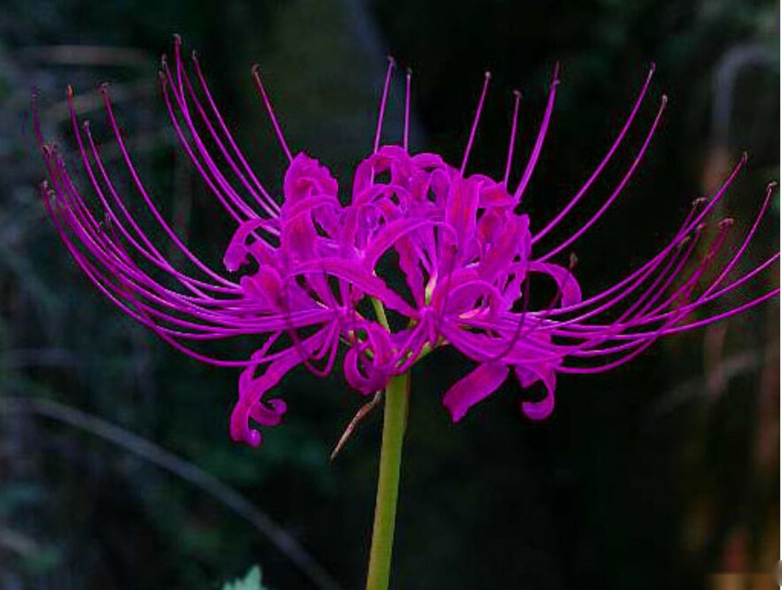 2 Purple Lycoris Radiata Bulbs FW95218-3 - Etsy Australia