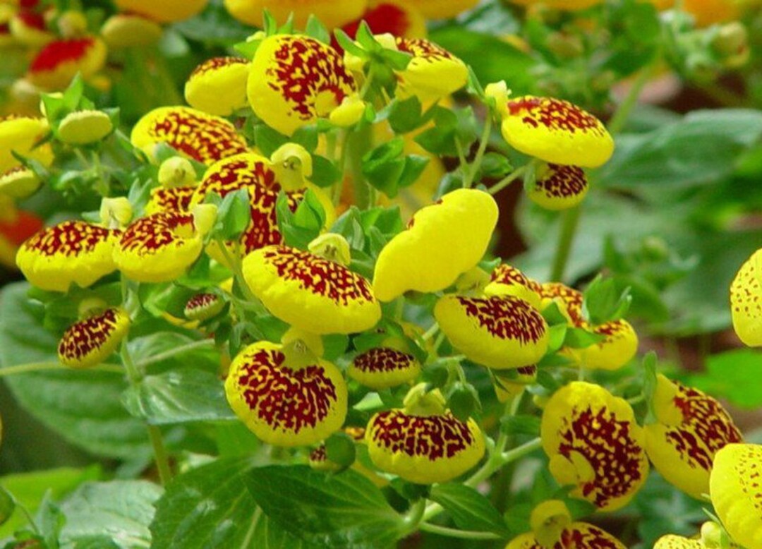 10 Rare Slipper Flower Fascination Flower Seeds EW91001-9 - Etsy