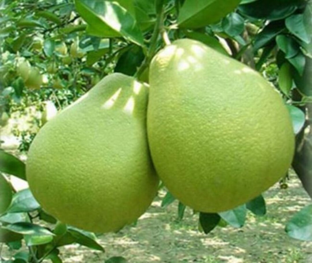 5 Pomelo Grapefruit Seeds FW94040 - Etsy