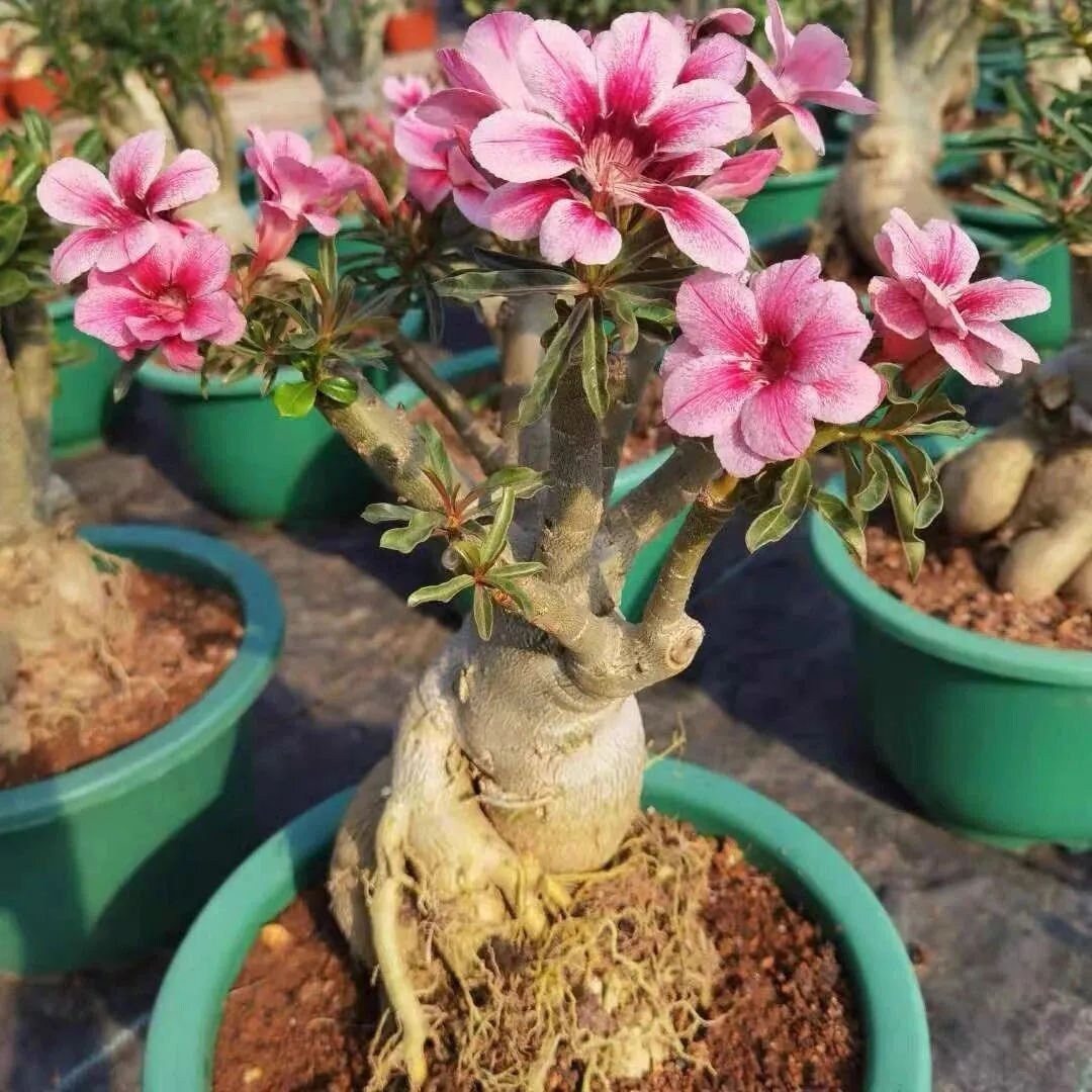 5 Rare Desert Rose Flowers Seeds FW95227-8 - Etsy