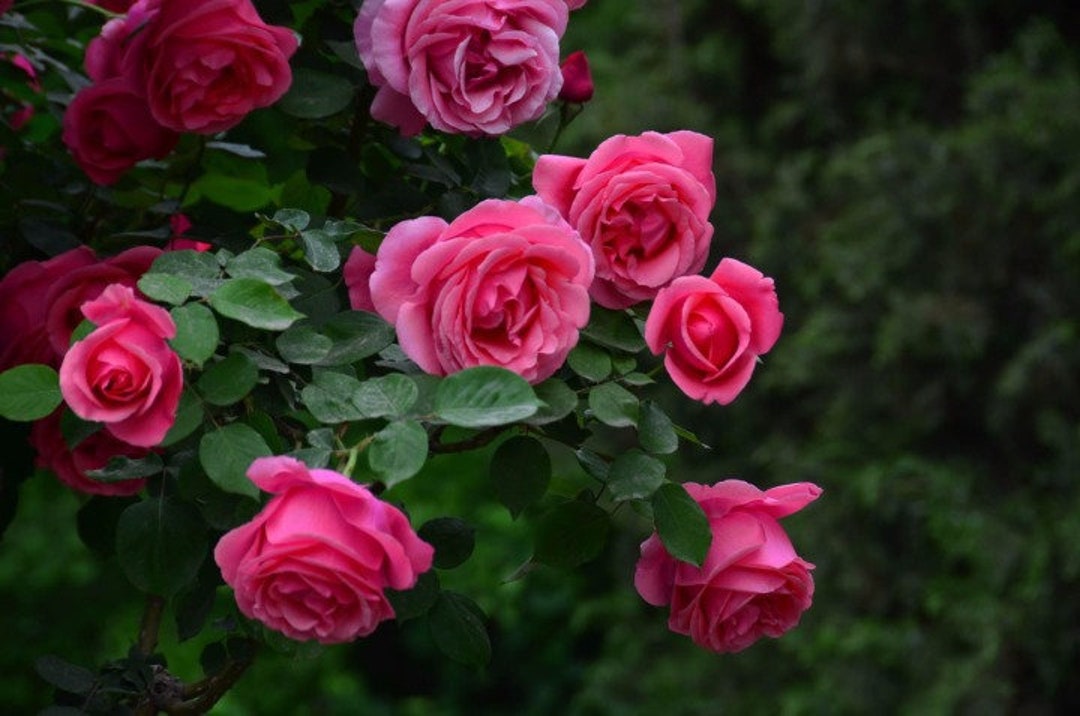 10 ROSE Rosa Bush Flower Seeds BW97001-56 - Etsy