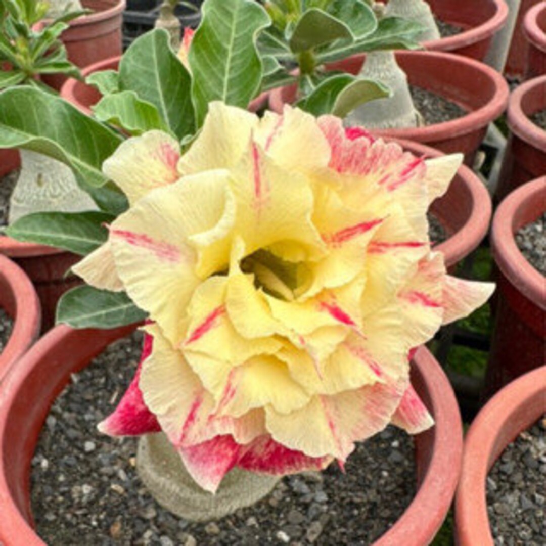 5 Rare Desert Rose Flowers Seeds FW95227-51 - Etsy