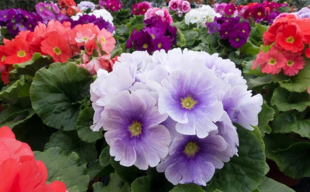 20 Primula Vulgaris Flower Seeds BW91055-5 - Etsy