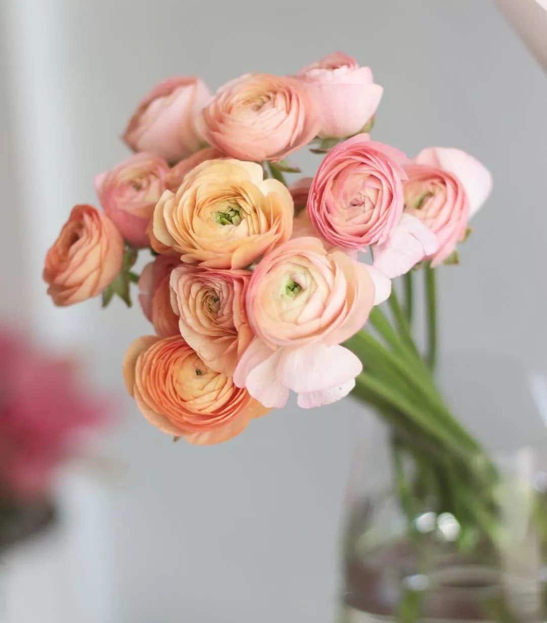 2 Ranunculus Tecolote Flower Bulbs FW95221-7 - Etsy