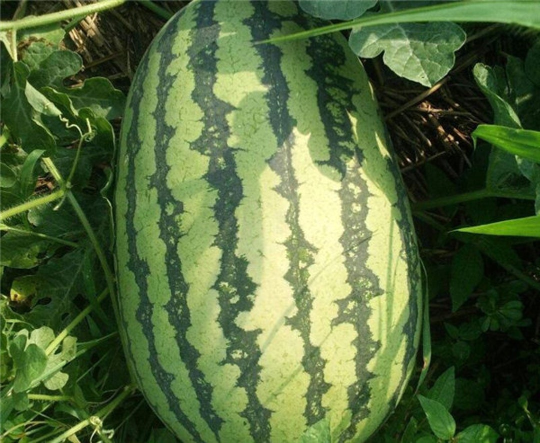 5 Super Sweet Watermelon Seeds AW91088 - Etsy