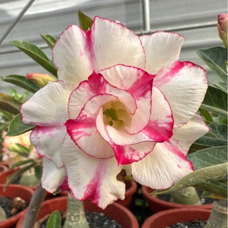 5 Rare Desert Rose Flowers Seeds FW95227-88 - Etsy