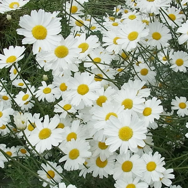 Pyrethrum Plant - Etsy