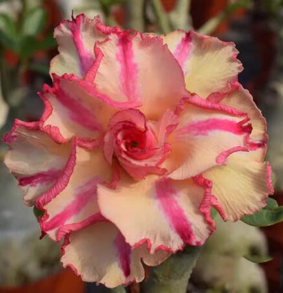 5 Rare Desert Rose Flowers Seeds FW95227-110 - Etsy