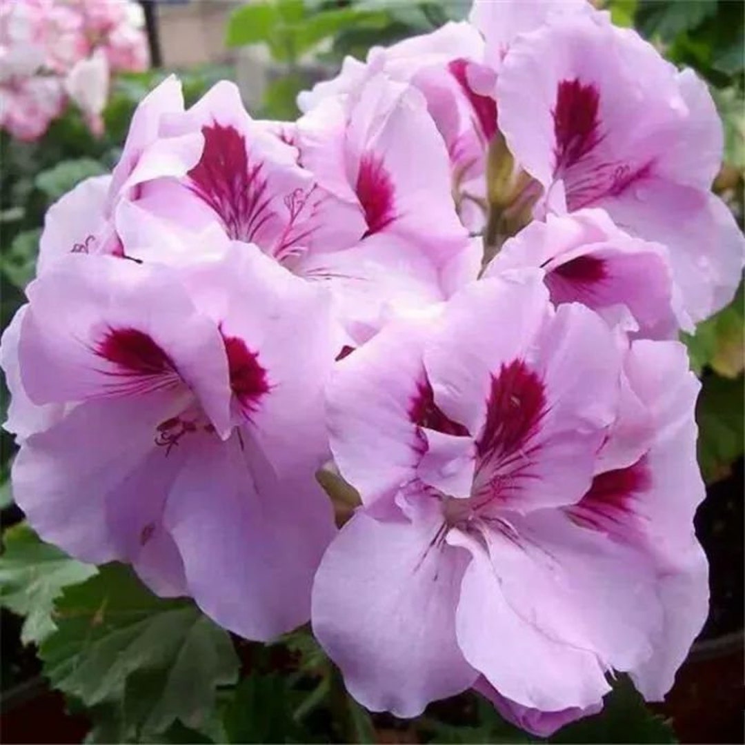 30 Geranium Seeds Pelargonium Seeds HW96205-442 - Etsy
