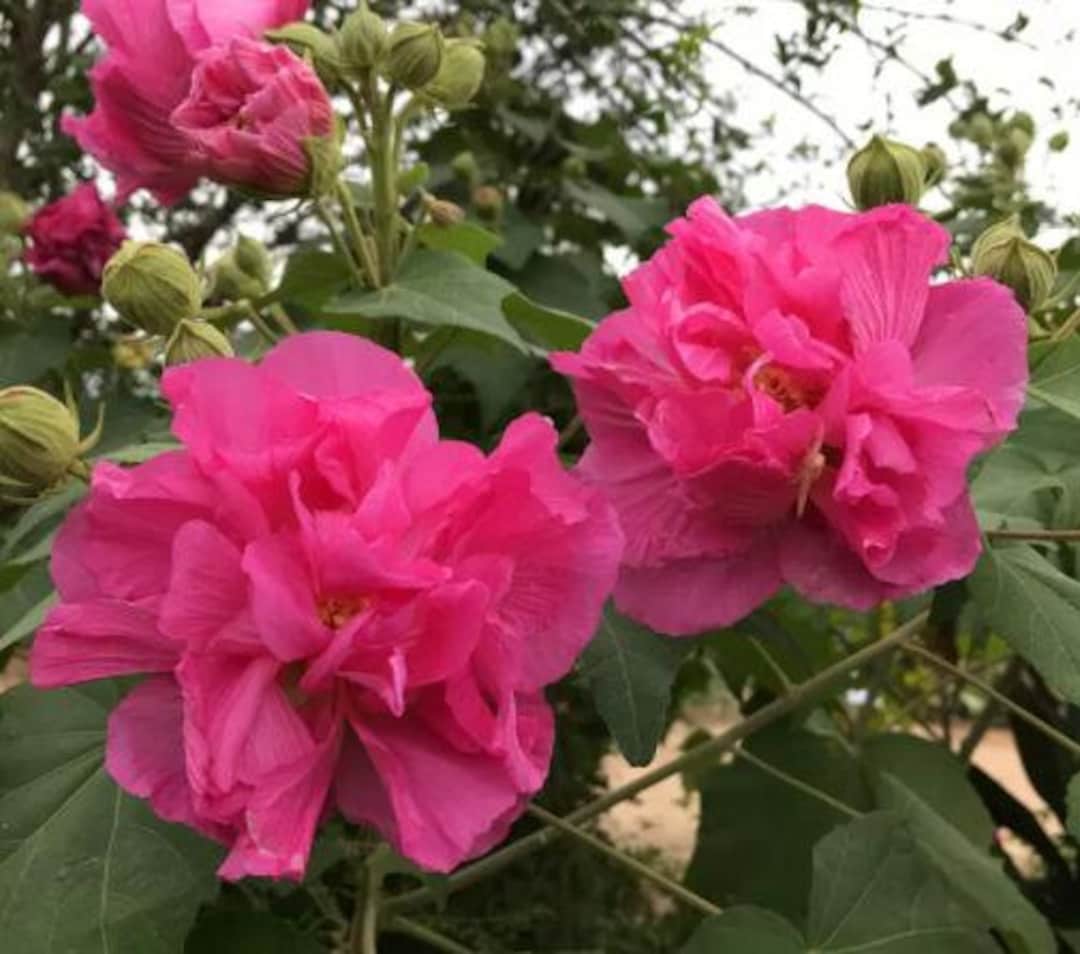 20 Hibiscus Mutabilis Flower Seeds FW97012 - Etsy