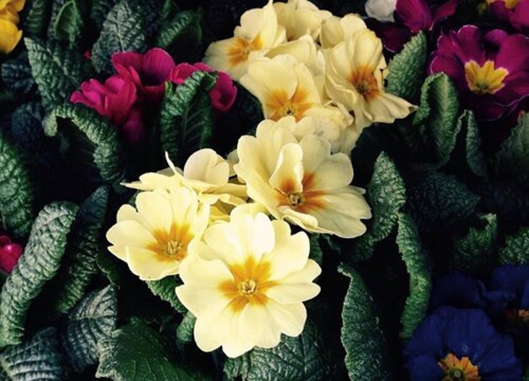 20 Primula Vulgaris Flower Seeds BW91055-64 - Etsy