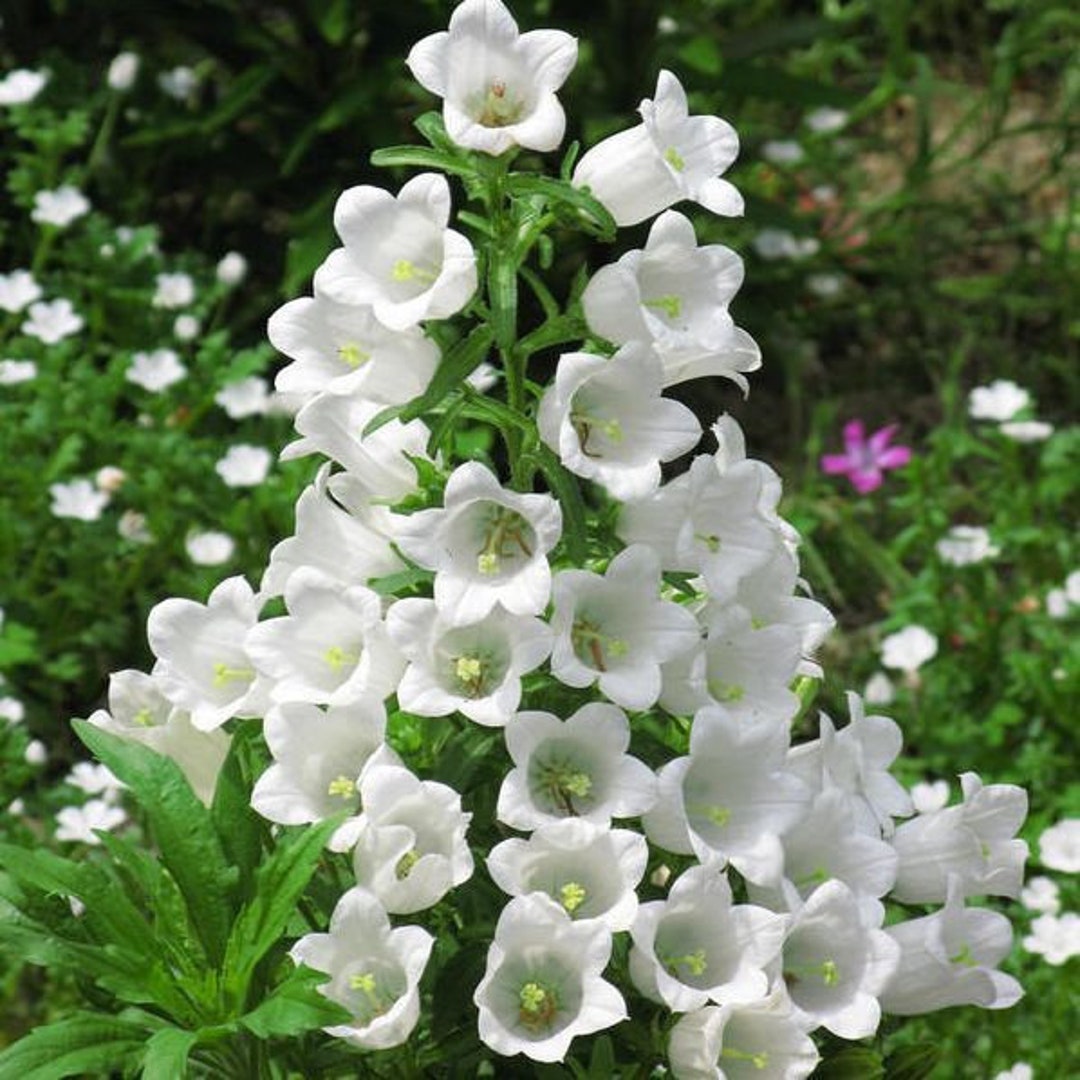30 Bellflower Seeds Campanula Medium FW95211-4 - Etsy