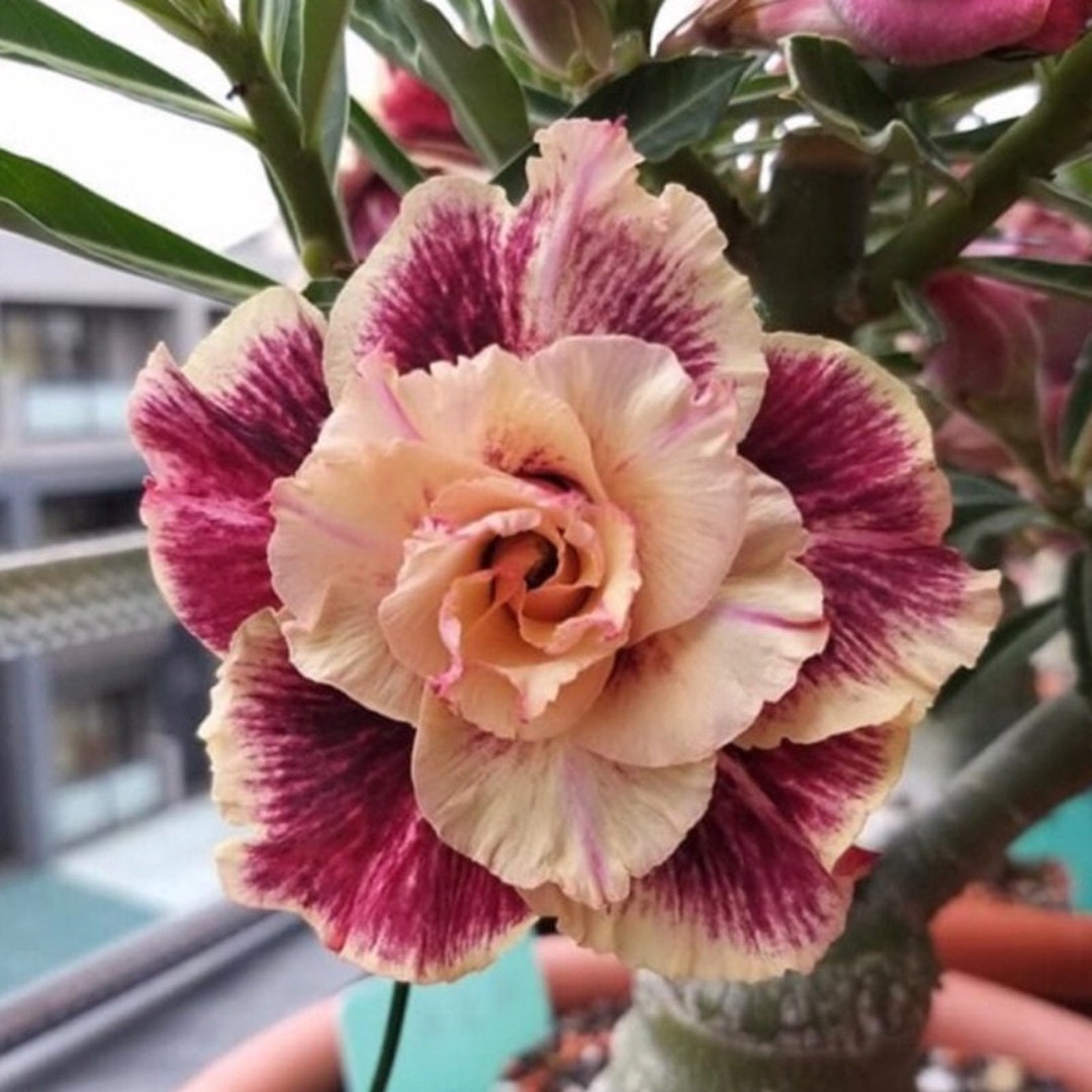 5 Rare Desert Rose Flowers Seeds FW95227-41 - Etsy