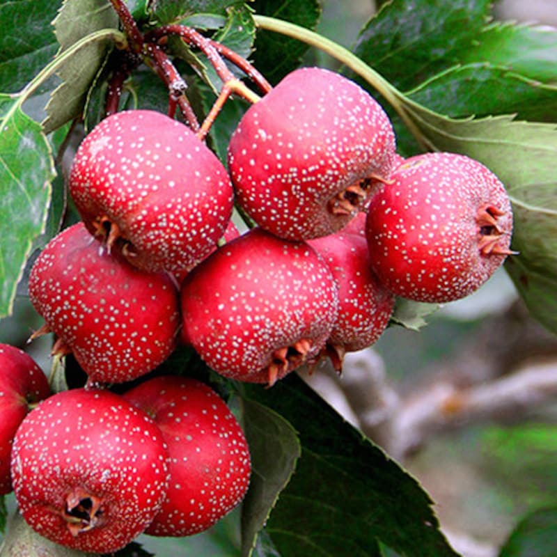 Chinese Hawthorn - Etsy