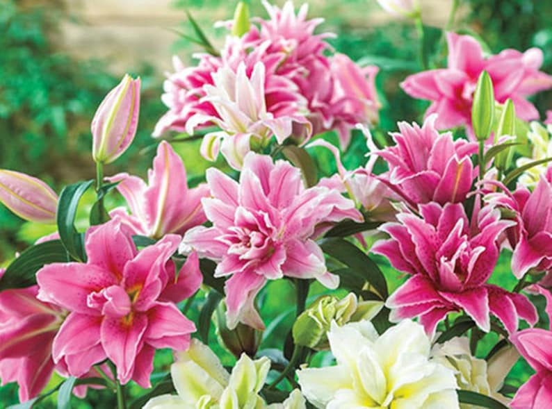 2 Rose Lily Flower Bulbs F5213-32 - Etsy