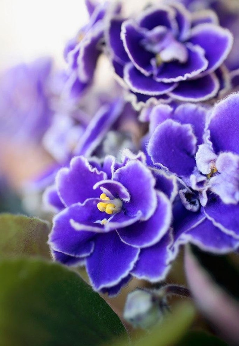 50 African Violet Flowers Seeds BW9081-6 - Etsy