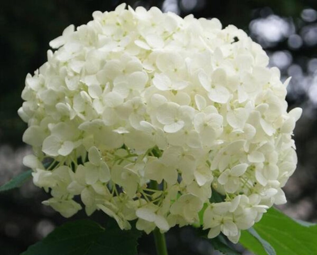 10 Hydrangea Flower Seeds CW91071 - Etsy