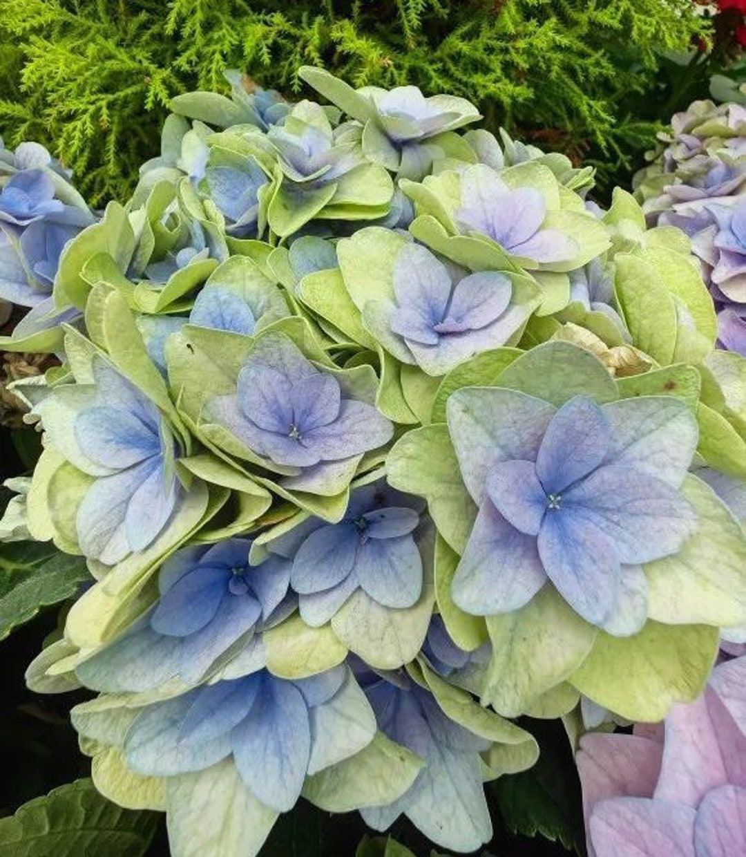 10 Rare Hydrangea Flower Seeds CW91072-408 - Etsy