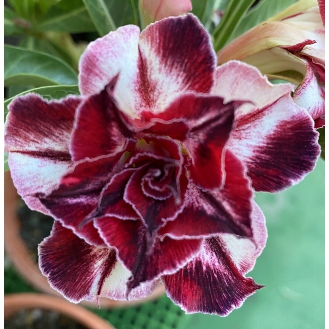 5 Rare Desert Rose Flowers Seeds FW95227-108 - Etsy