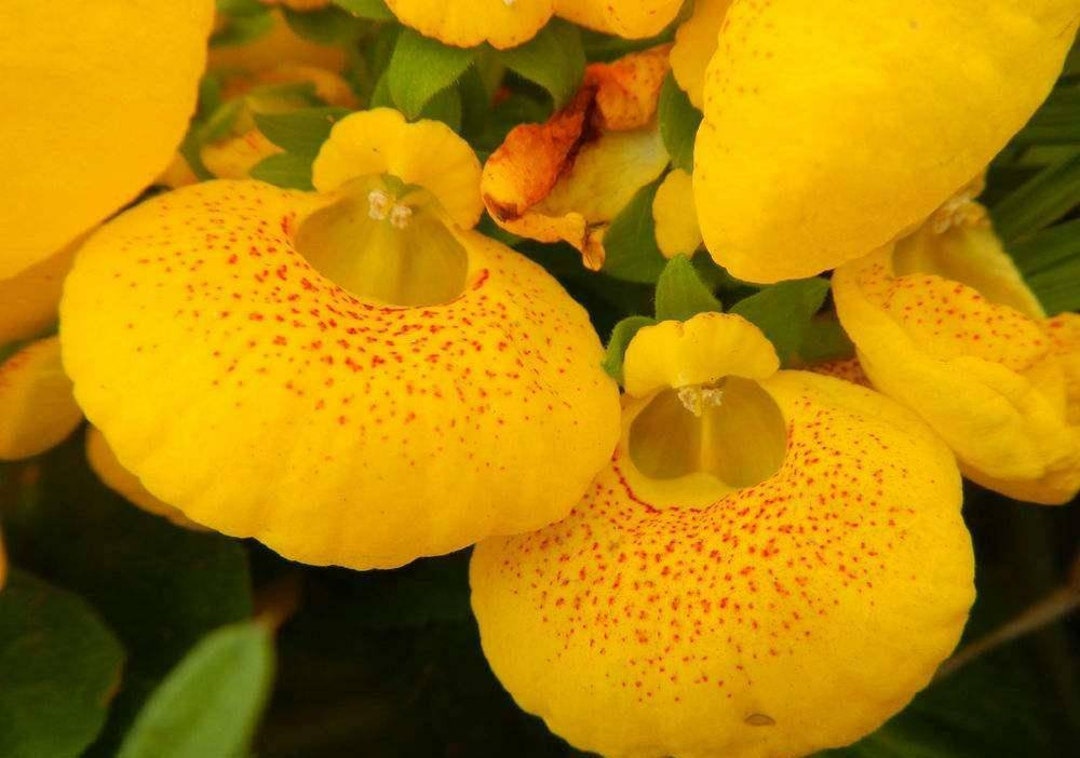 10 Rare Slipper Flower Fascination Flower Seeds EW91001-35 - Etsy