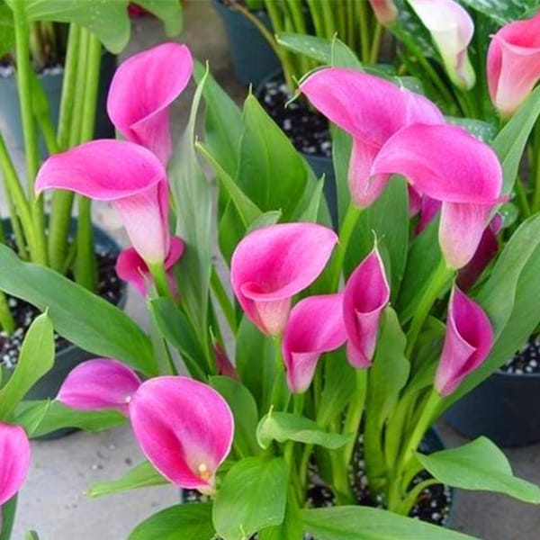 Hot Pink Calla Lily - Etsy