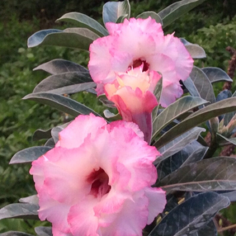 5 Rare Desert Rose Flowers Seeds FW95227-16 - Etsy