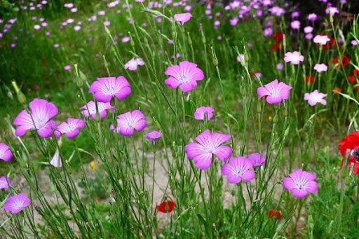 30 Pink Agrostemma Githago Flower Seeds BW91031 | Etsy