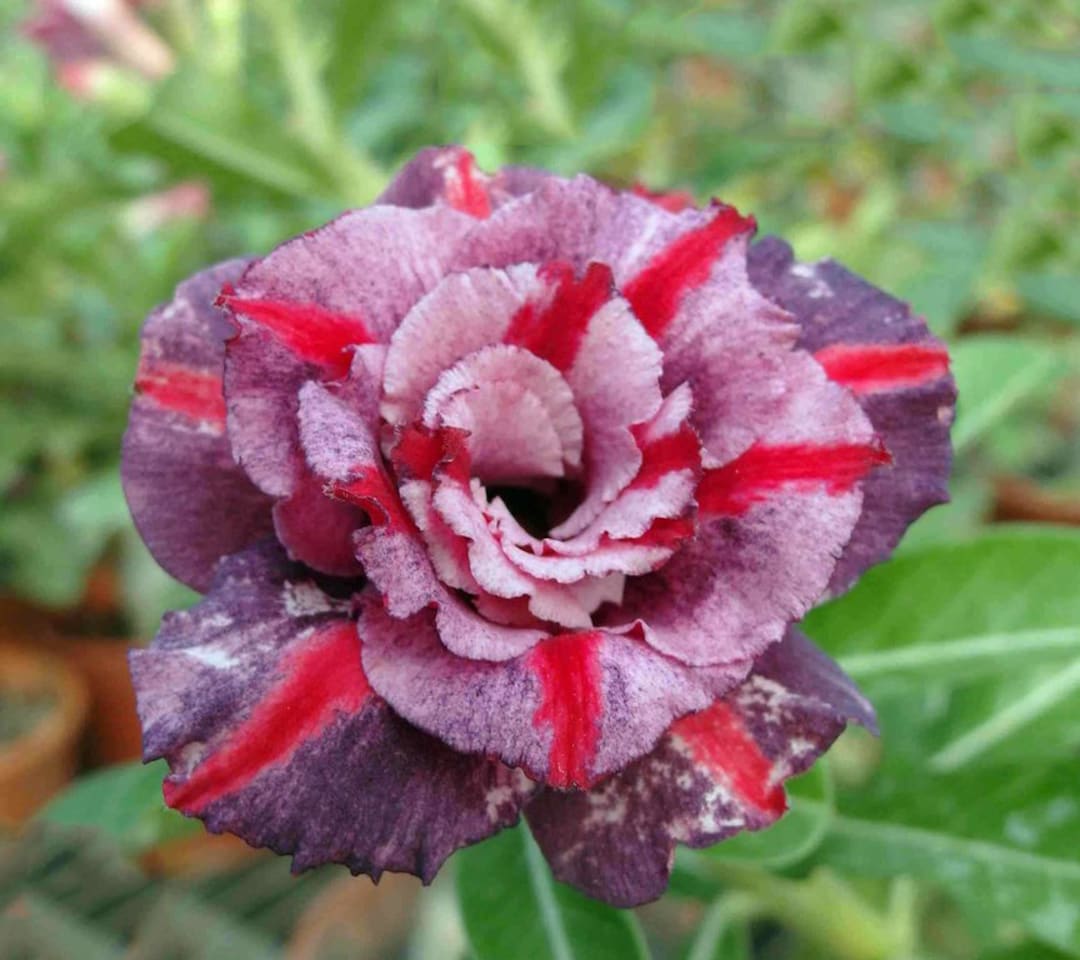 5 Rare Desert Rose Flowers Seeds FW95227-49 - Etsy
