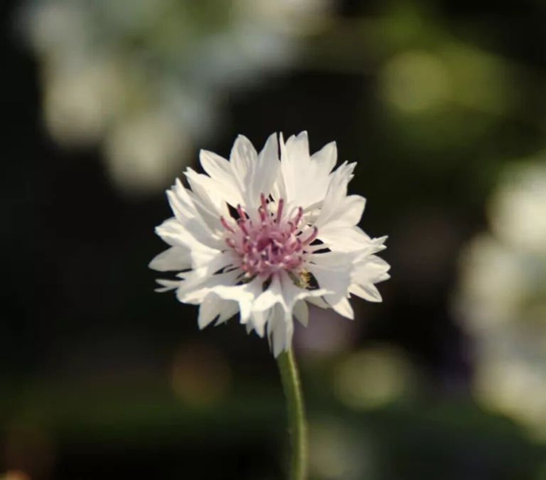 40 Bachelor Button Seeds BW91010-1 - Etsy