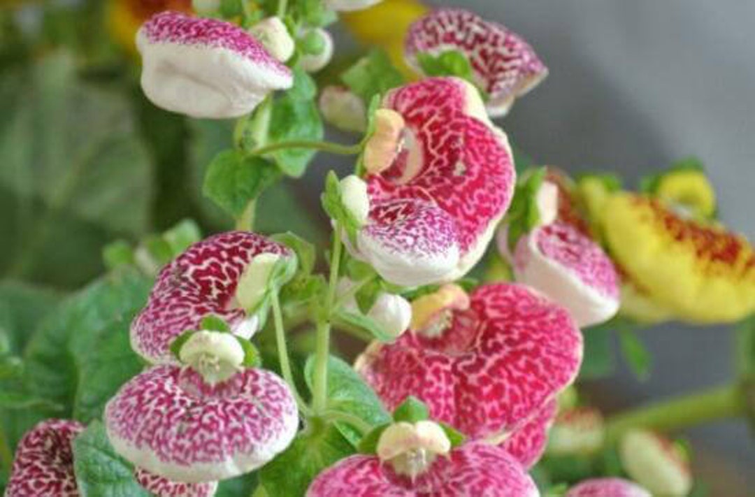 10 Rare Slipper Flower Fascination Flower Seeds EW91001-6 - Etsy