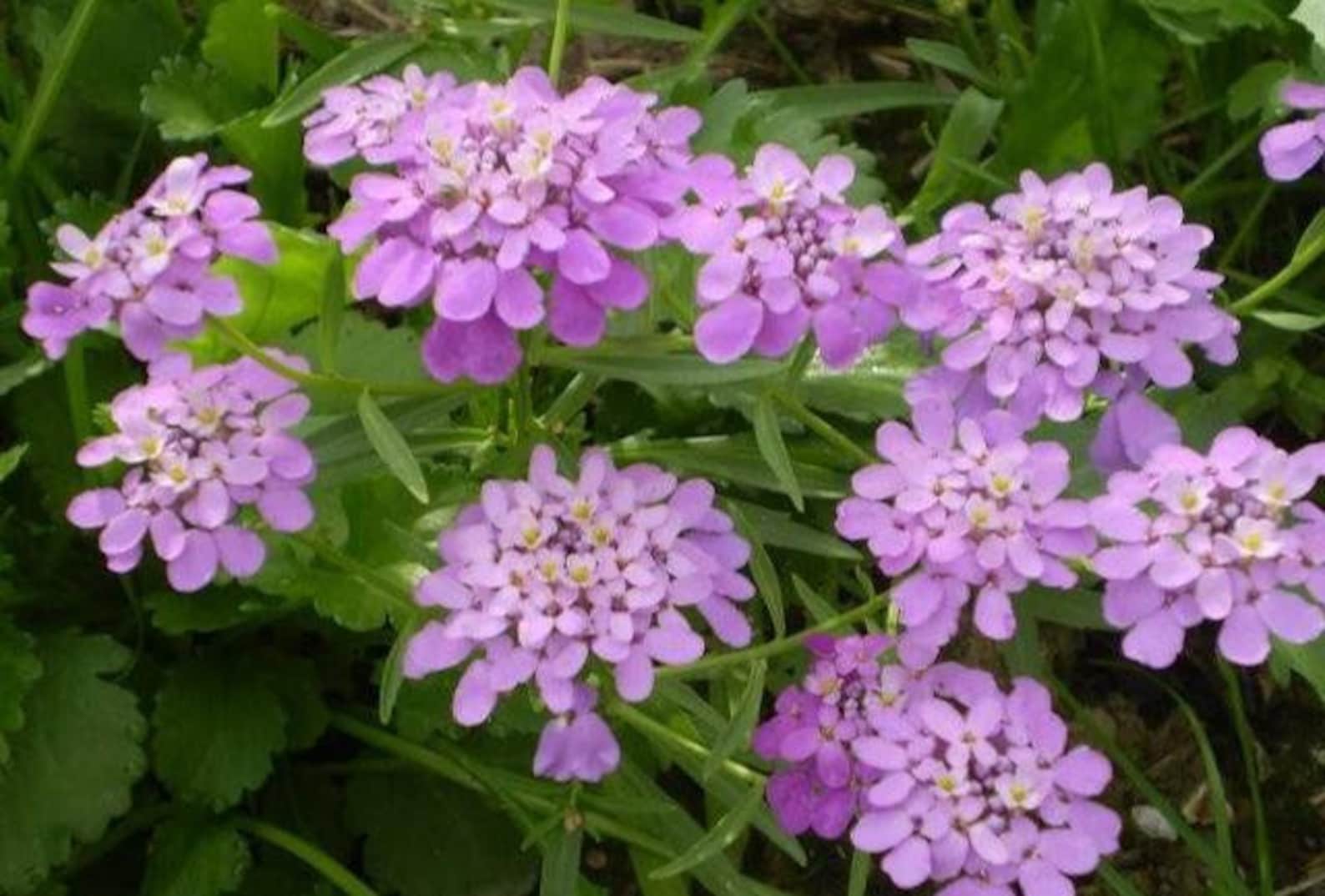 50 Candytuft Dwarf Fairy Mixed Flower Seeds BW91046 - Etsy