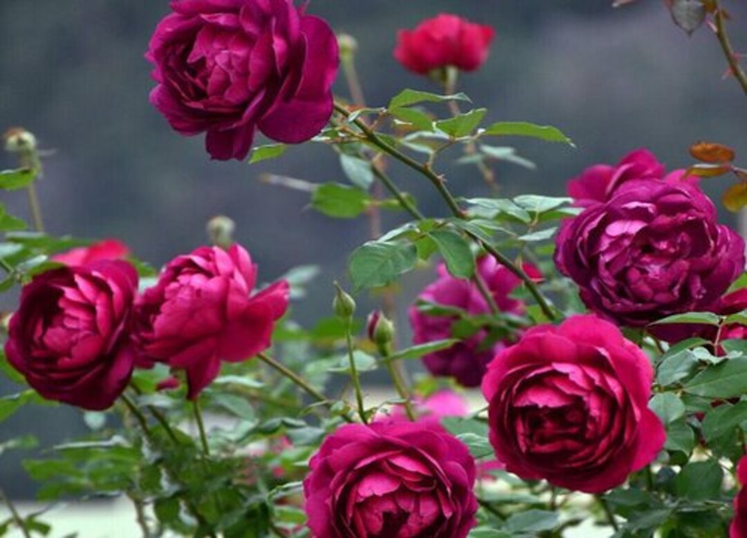 10 ROSE Rosa Bush Flower Seeds BW97001-59 - Etsy