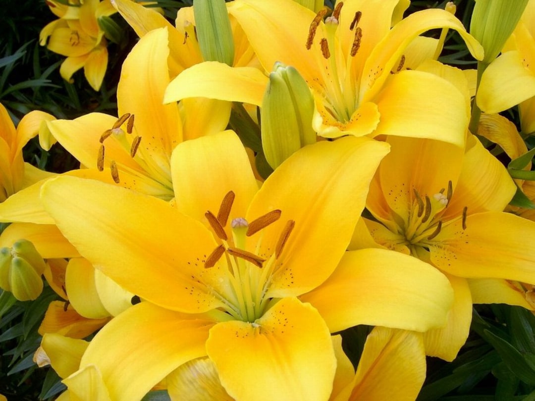 2 Rose Lily Flower Bulbs F5213-3 - Etsy