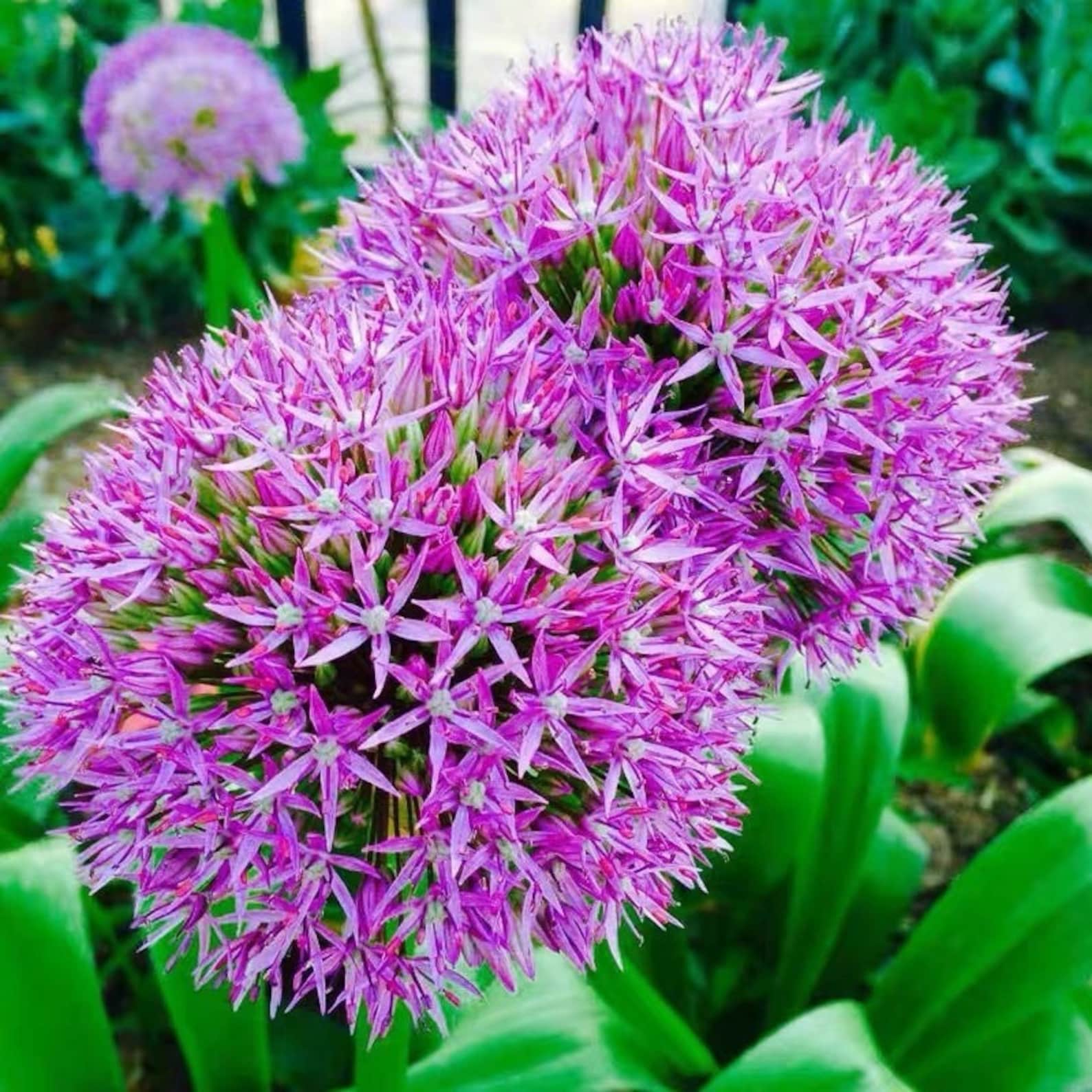 20 Giant Ball Onion Allium Christophii Huge Hardy Perennial Seeds ...