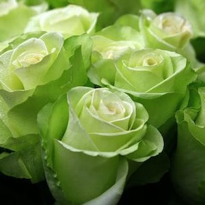 10 Green Rose Rosa Bush Shrub Perennial Flower Seeds HW91003 - Etsy