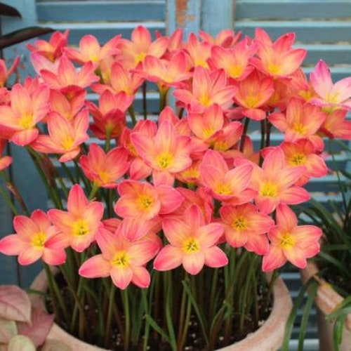 2 Rain Lily Bulbs TW91030-6 - Etsy