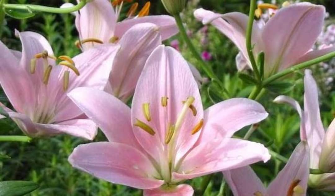 2 Rose Lily Flower Bulbs F5213-6 - Etsy